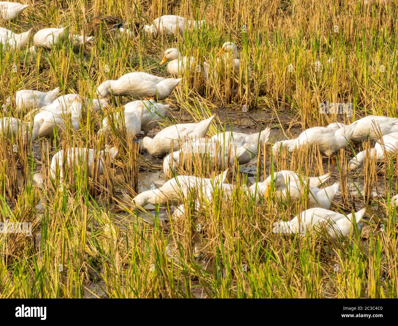 Happy Geese High Resolution Stock Photography and Images - Alamy