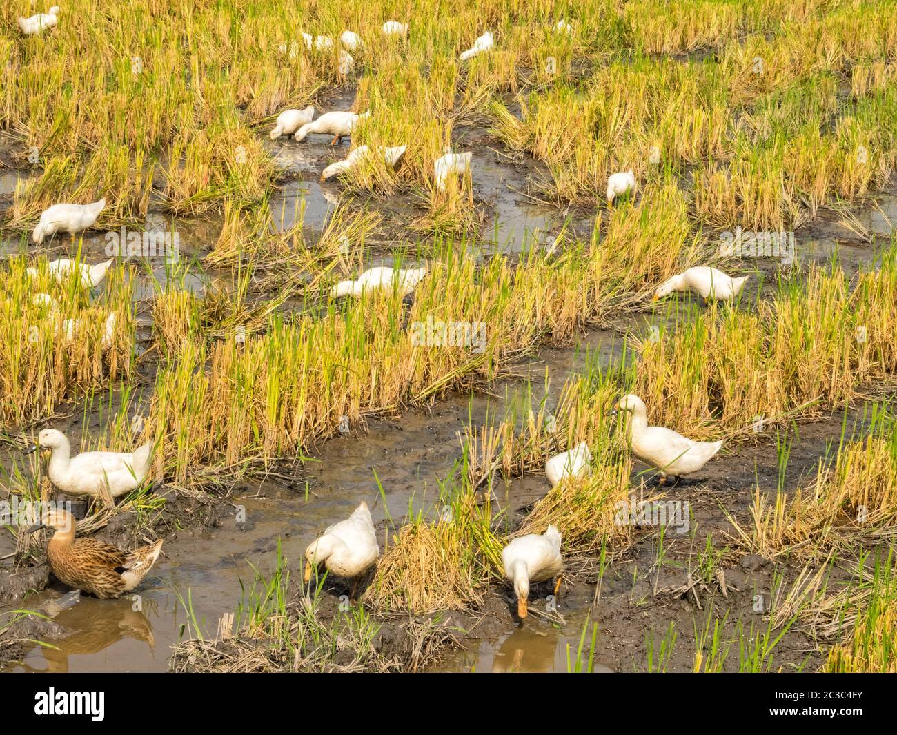 Happy Geese High Resolution Stock Photography and Images - Alamy