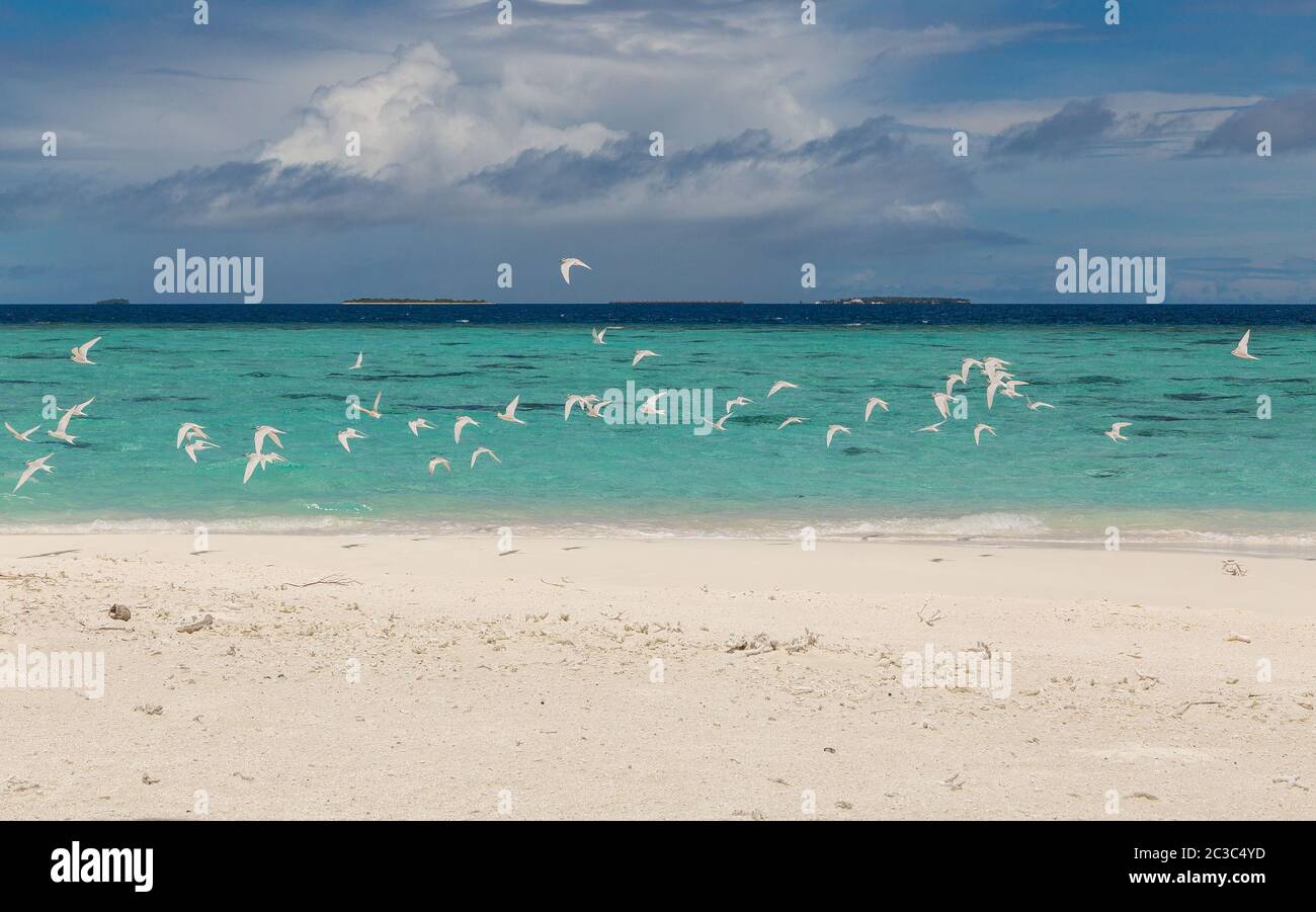White birds on the beach Atoll island Maldives Stock Photo - Alamy
