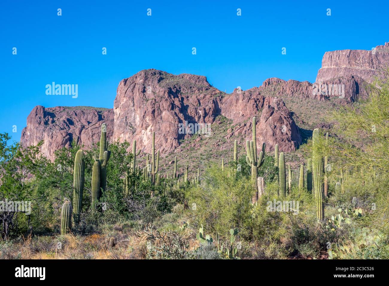 A long slender Saguaro Cactus in Apache Junction, Arizona Stock Photo ...