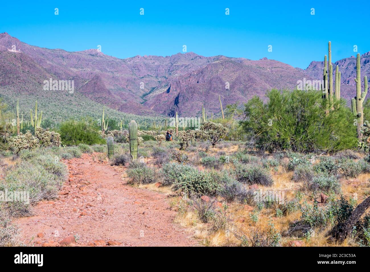 An overlooking view of nature in Apache Junction, Arizona Stock Photo ...