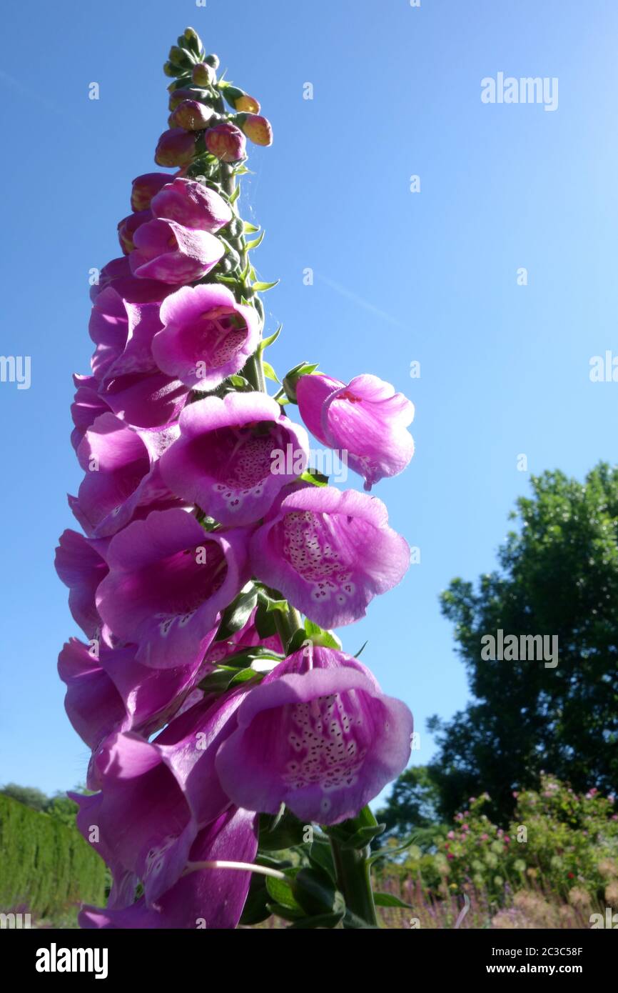 Red foxglove flowers hi-res stock photography and images - Alamy