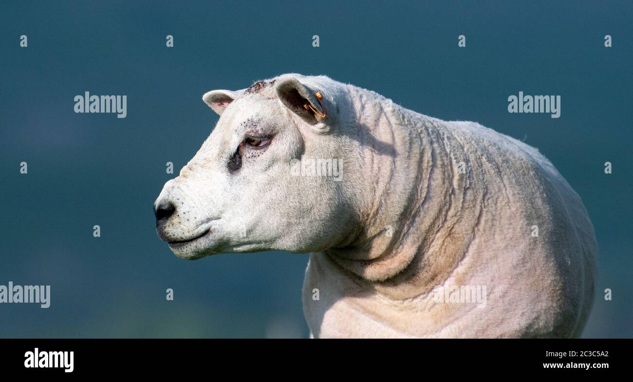 Texel tup hi-res stock photography and images - Alamy