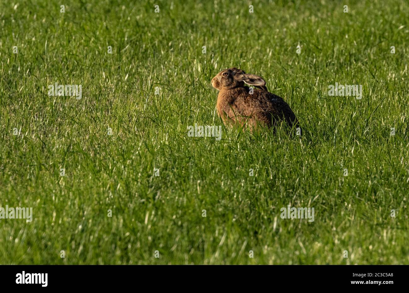 A brown hare (UK) sitting in a Yorkshire field, England Stock Photo - Alamy