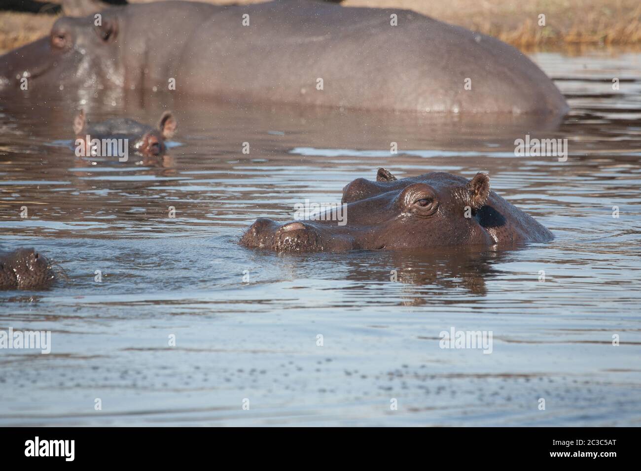 Hyppo in Botswana Stock Photo - Alamy