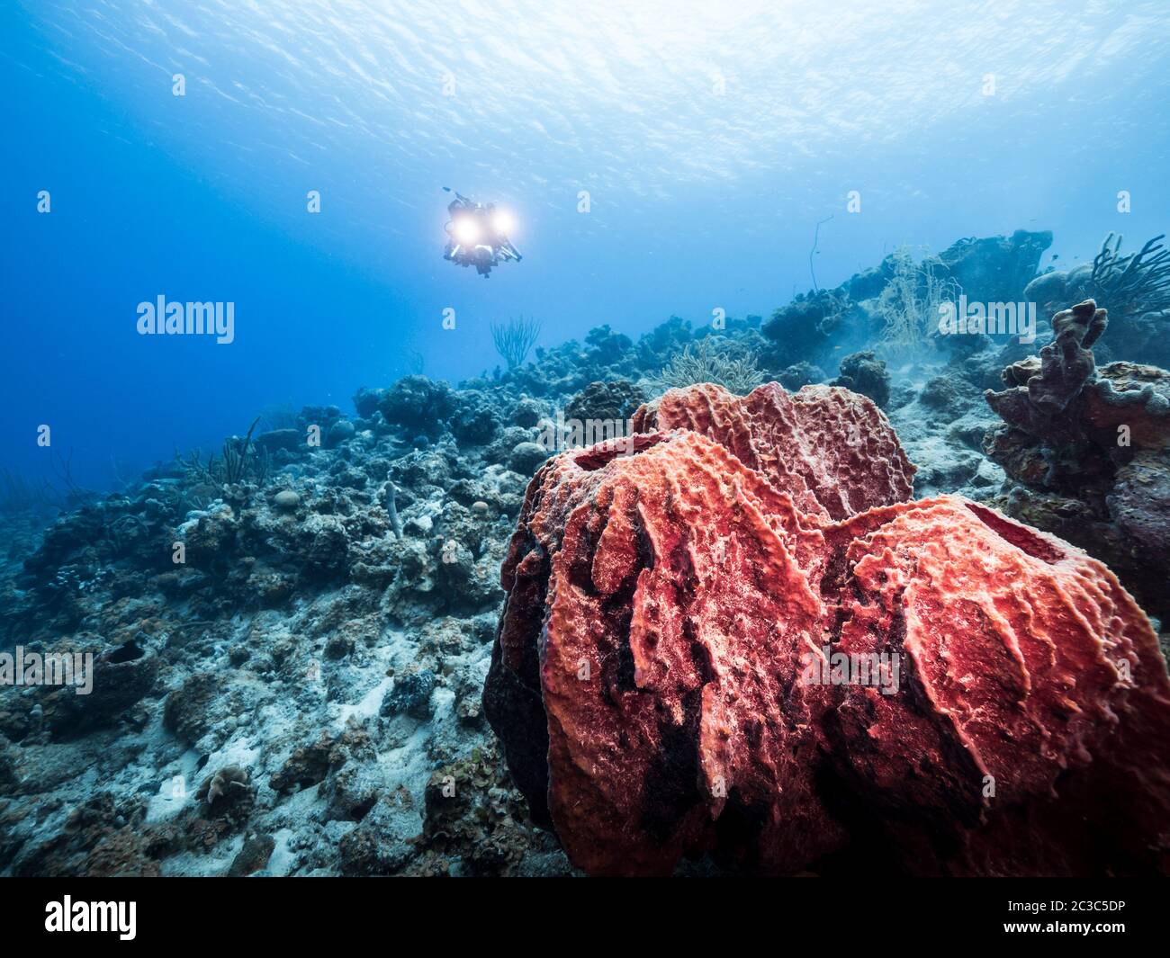 Caribbean sponge hi-res stock photography and images - Alamy