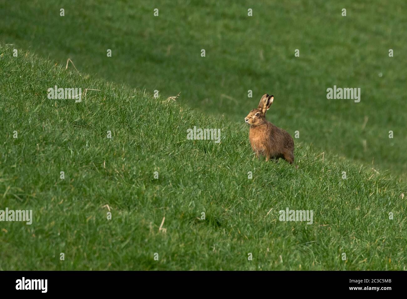 Uk hare hi-res stock photography and images - Alamy