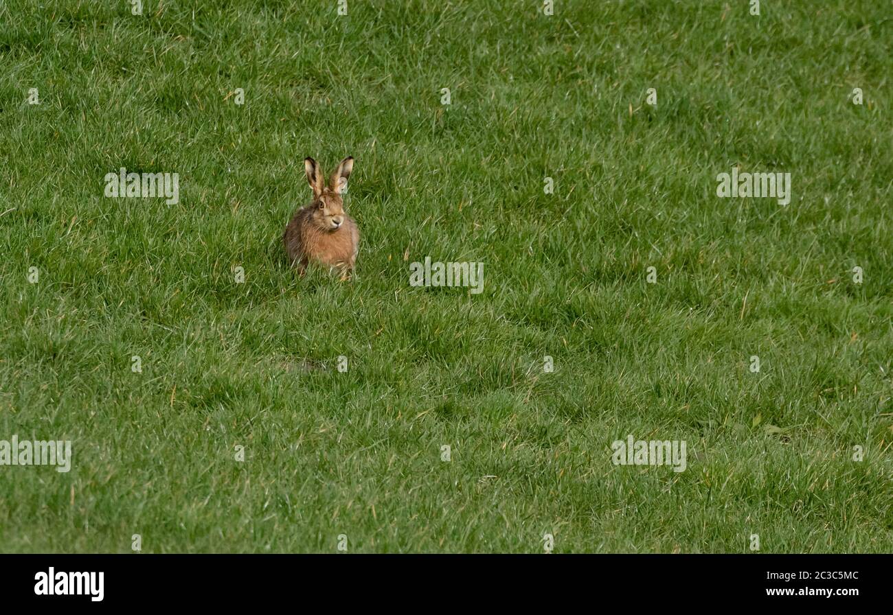 Hare in field with copy space hi-res stock photography and images - Alamy