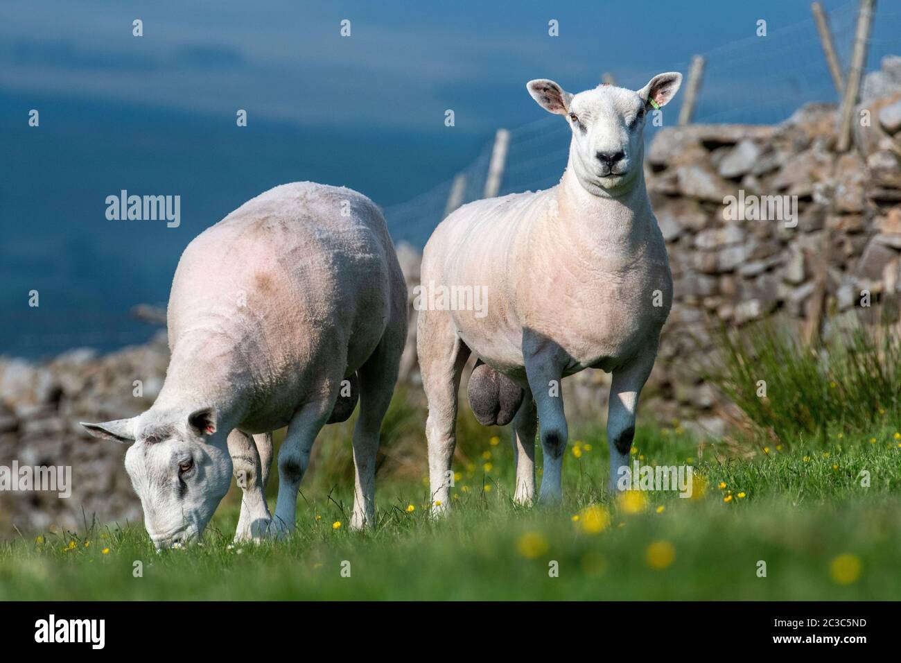 Newly sheared commercial ram in upland pasture, North Yorkshire, UK ...