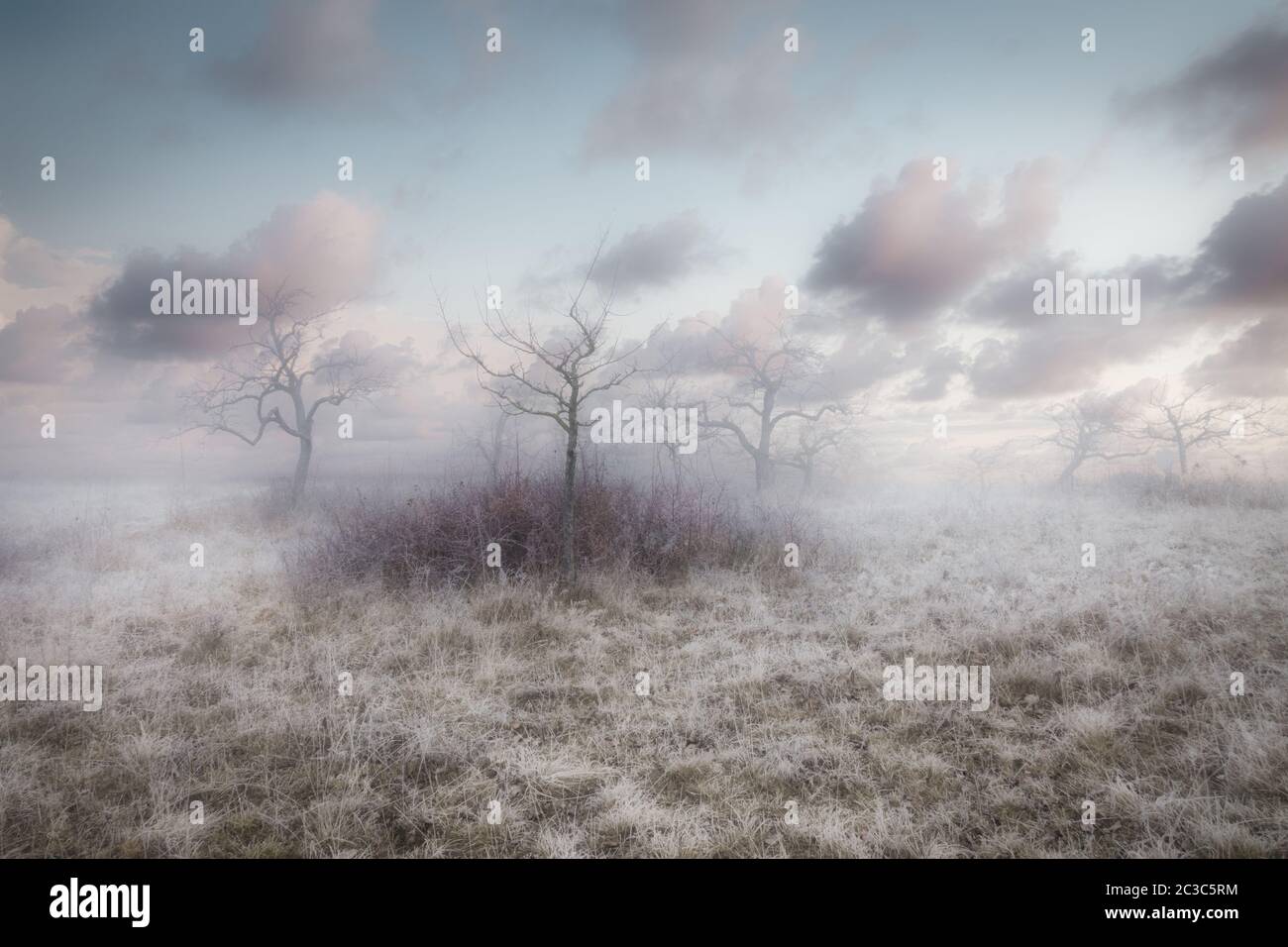 Apple orchard morning mist hi-res stock photography and images - Alamy