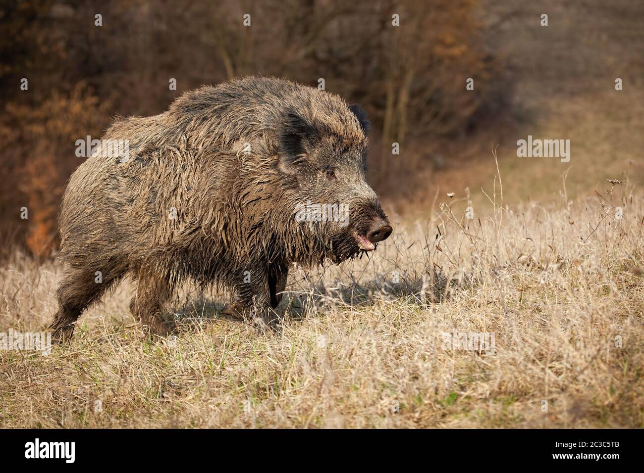 Hairy wild boar, sus scrofa, male going on meadow in nature with copy ...