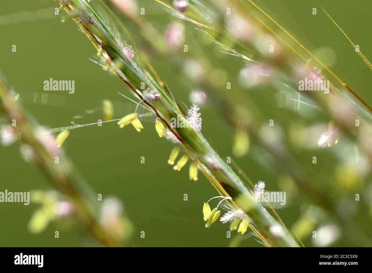 Grass, branch with leaves and Beautiful spring flowers, blur Stock ...