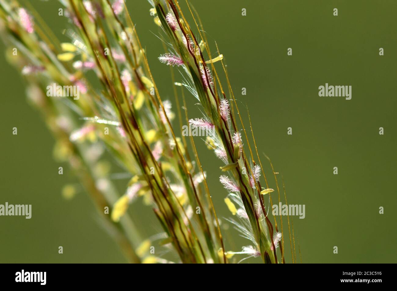 Grass, branch with leaves and Beautiful spring flowers, blur Stock ...