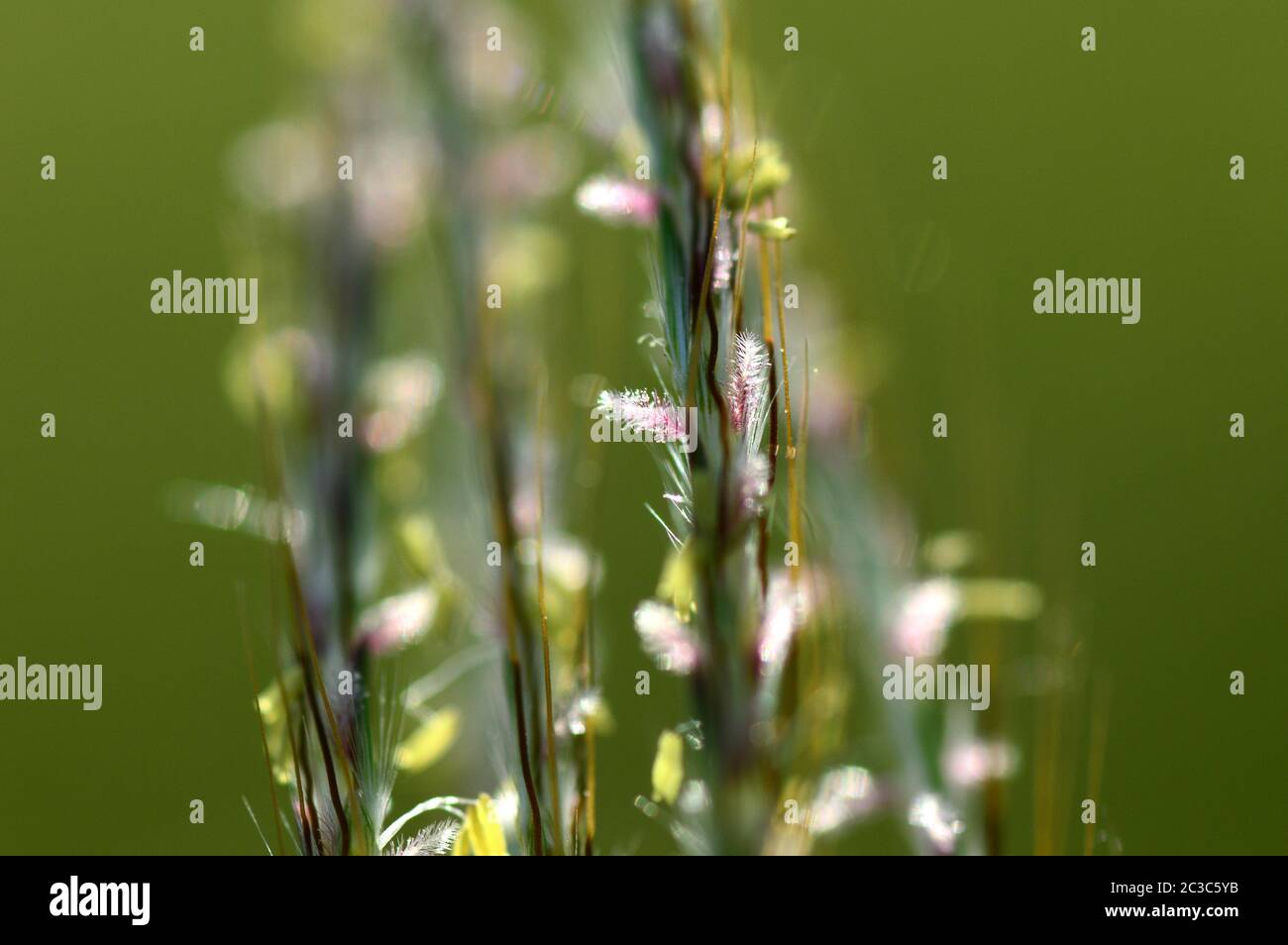 Grass, branch with leaves and Beautiful spring flowers, blur Stock ...