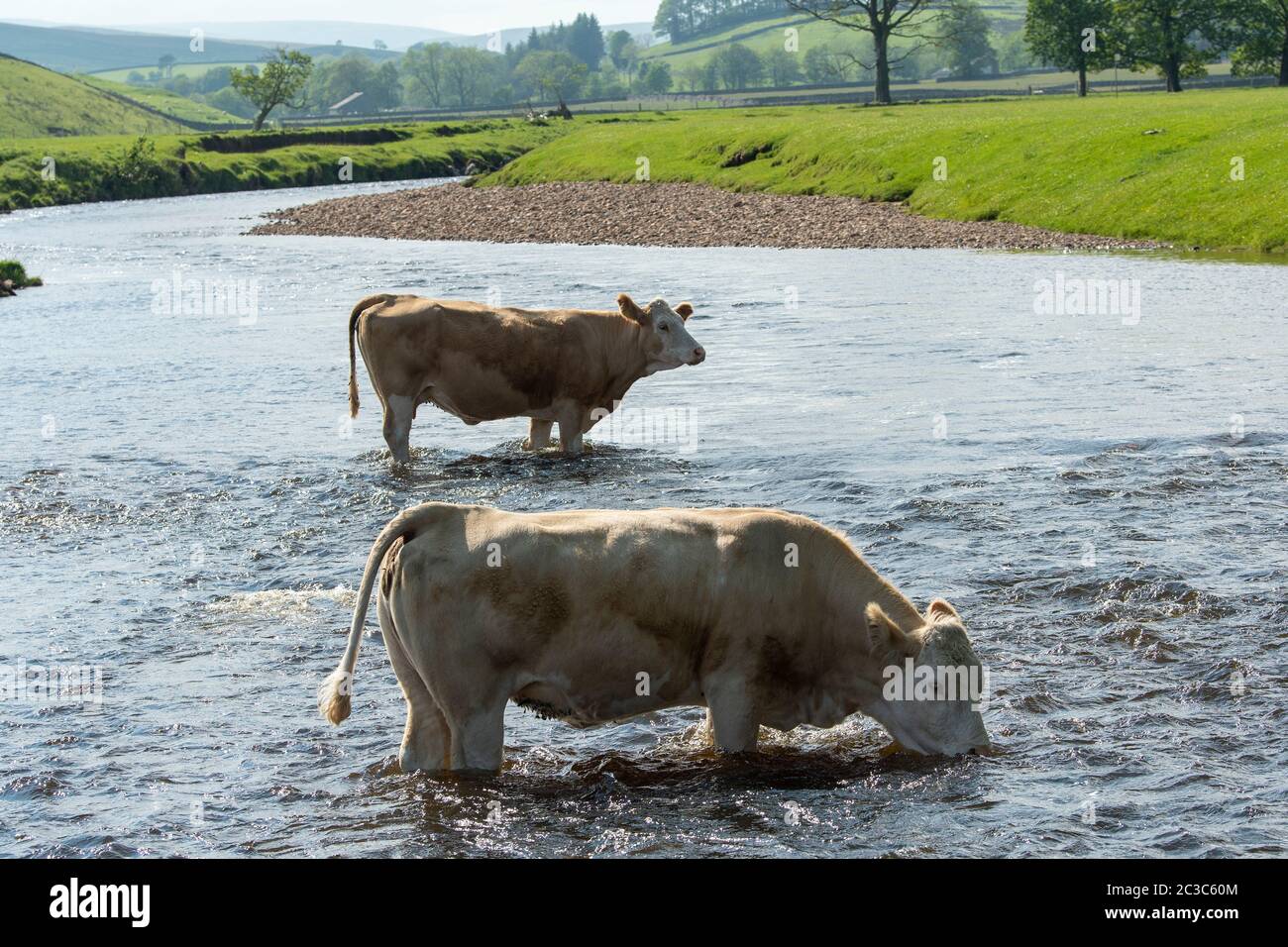 Beef cattle wading in a deep stream, Yorkshire Dales, UK Stock Photo ...