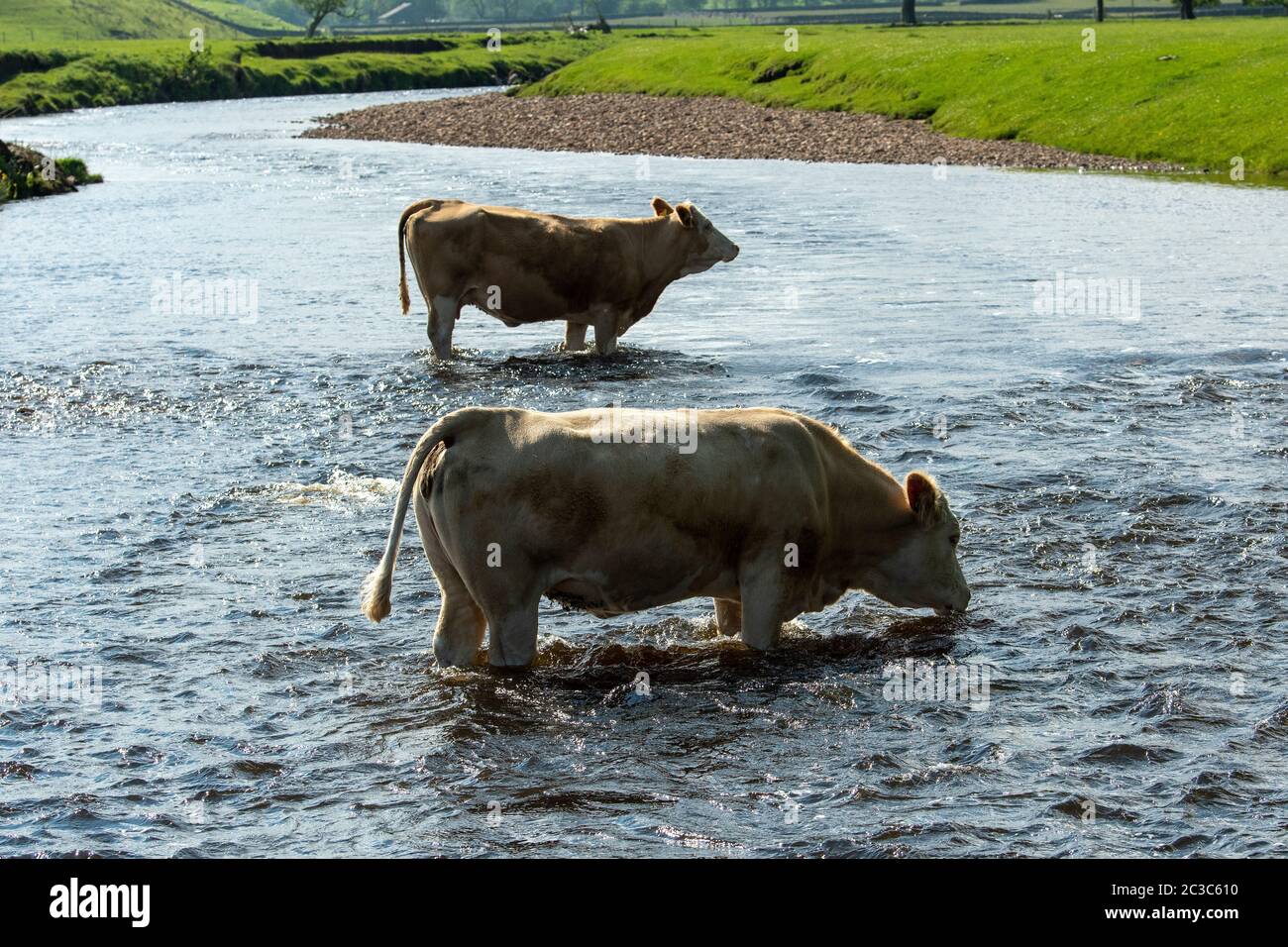 Cows drinking in stream hi-res stock photography and images - Alamy