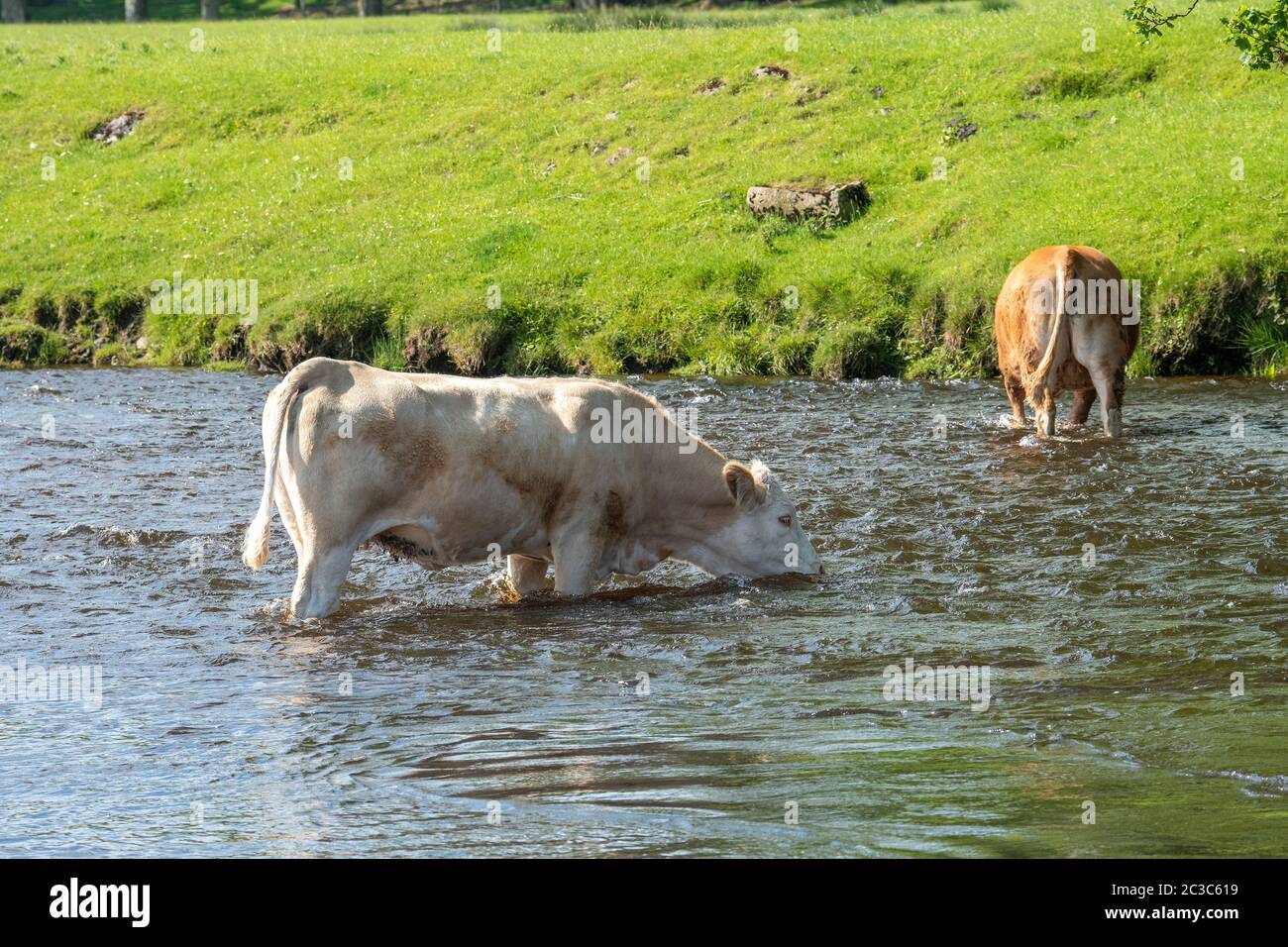 Cattle wading in water hi-res stock photography and images - Alamy