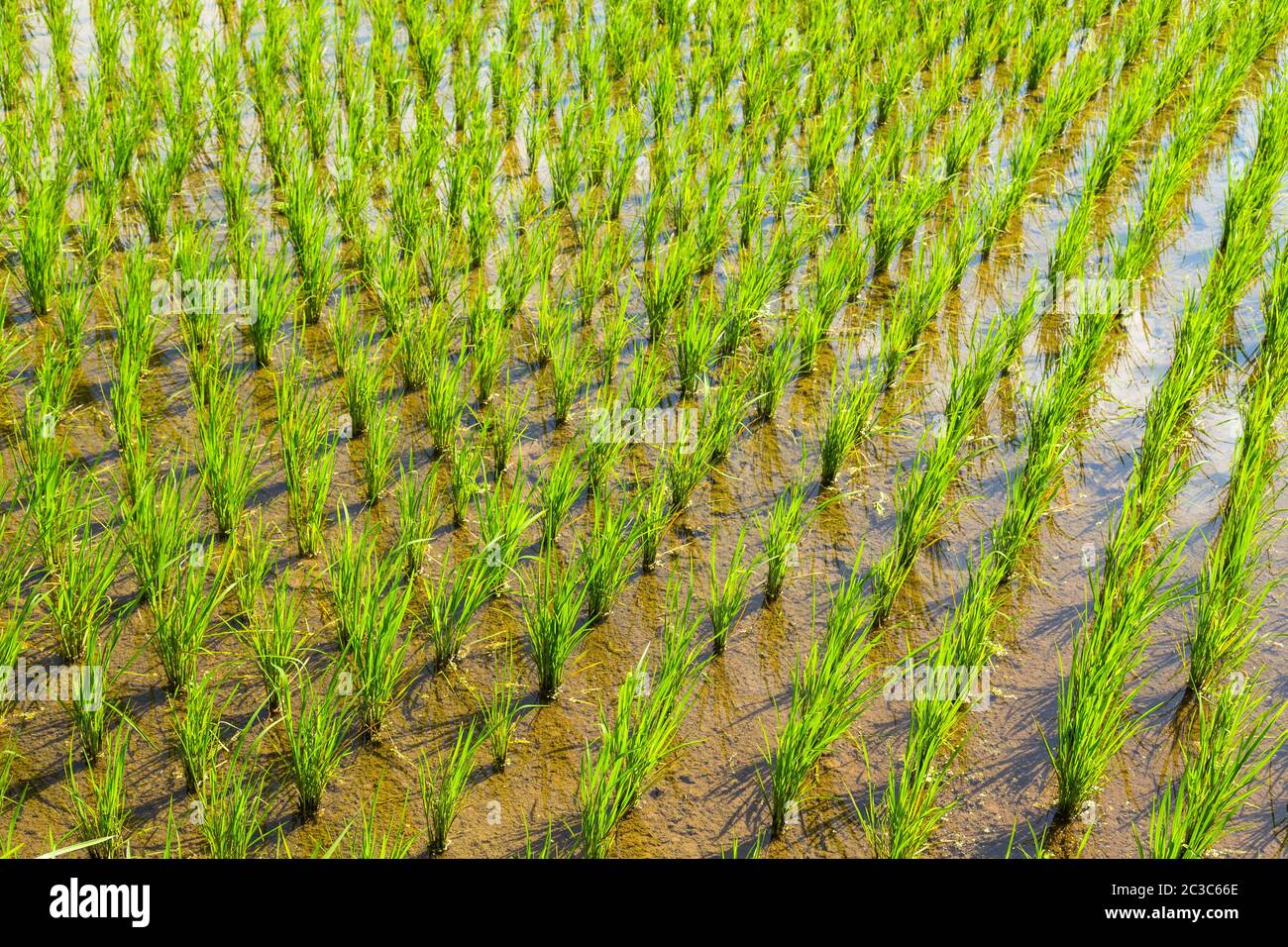 View of rice fields detail in Java, Indonesia, Asia Stock Photo - Alamy