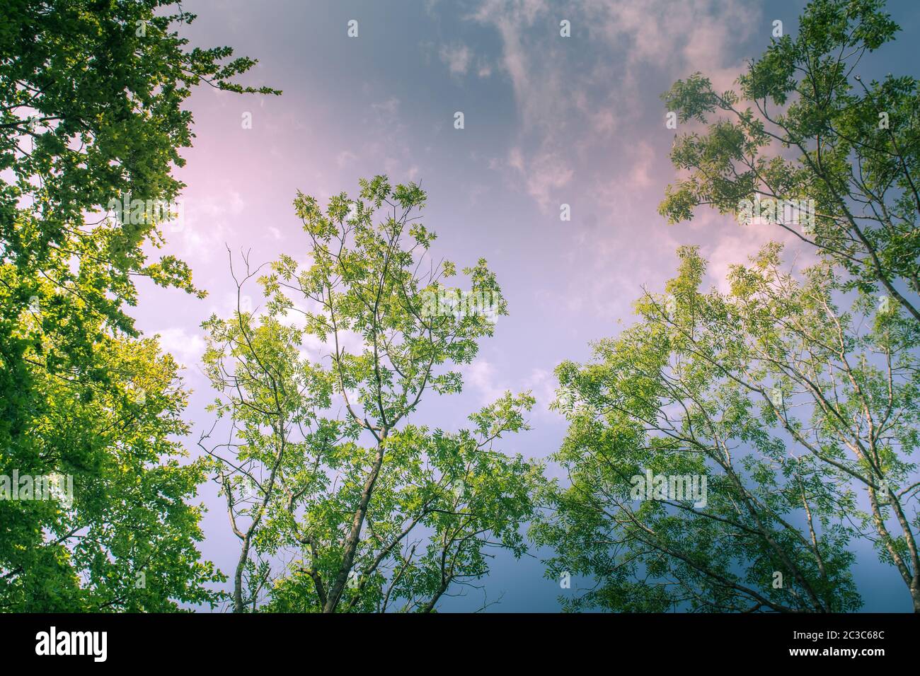 Sunlit Tree Canopy dappled with golden light and blue sky UK Stock ...