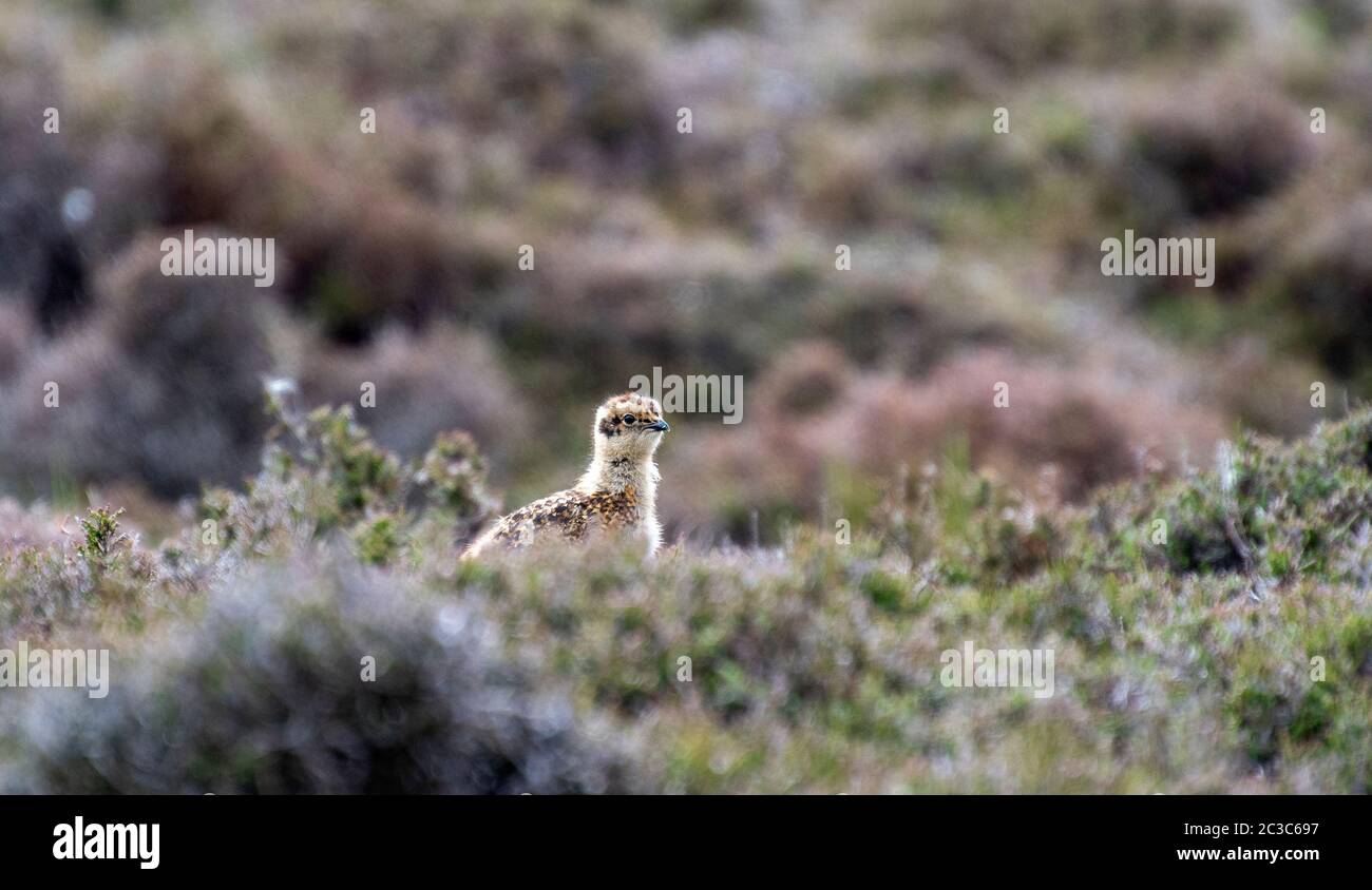Red Grouse chicks, Lagopus lagopus, on top of heather in the Yorkshire ...