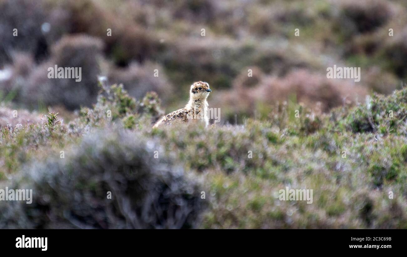Red Grouse chicks, Lagopus lagopus, on top of heather in the Yorkshire ...