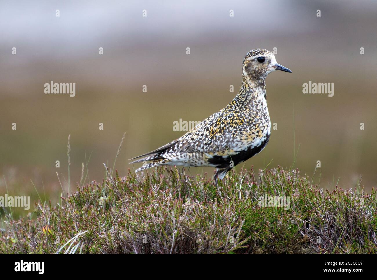 Golden Plover on heather in the breeding season in the Yorkshire Dales ...