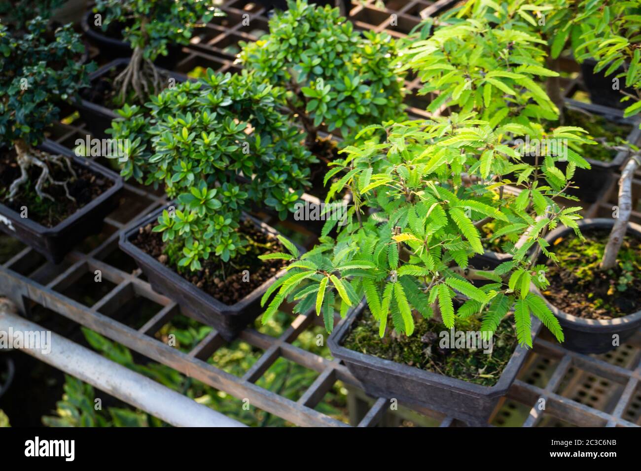 Market for sale plant in pots, stock photo Stock Photo - Alamy