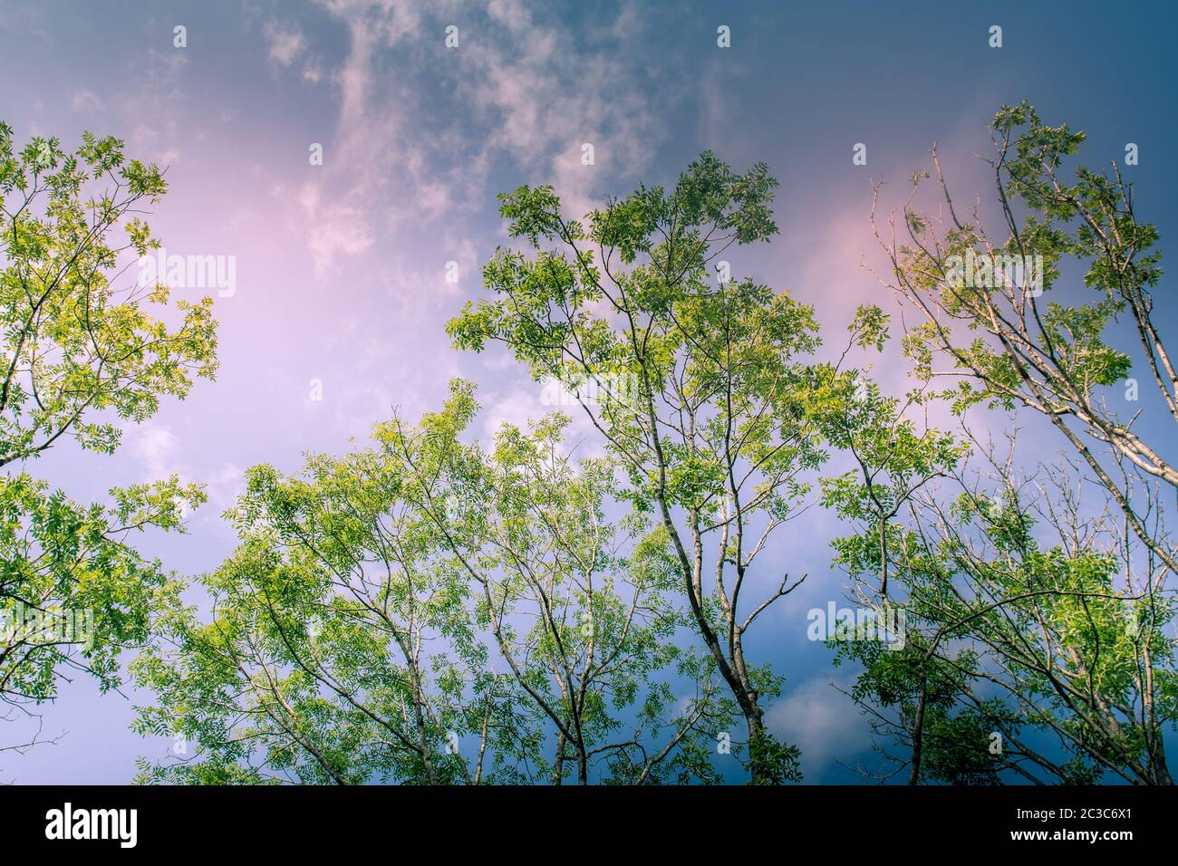 Sunlit Tree Canopy dappled with golden light and blue sky UK Stock ...