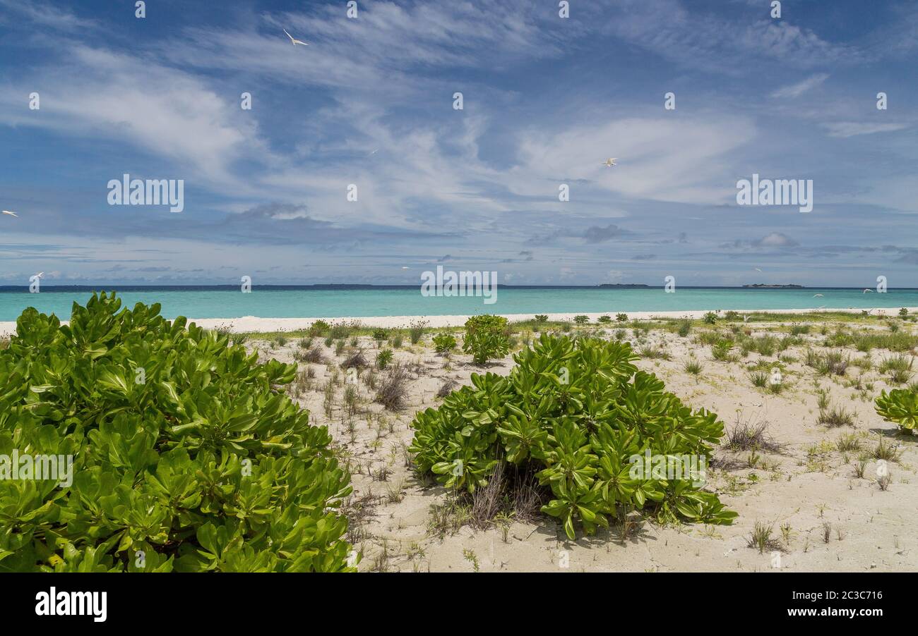 Sandbank on the beach Atoll island Maldives Stock Photo - Alamy