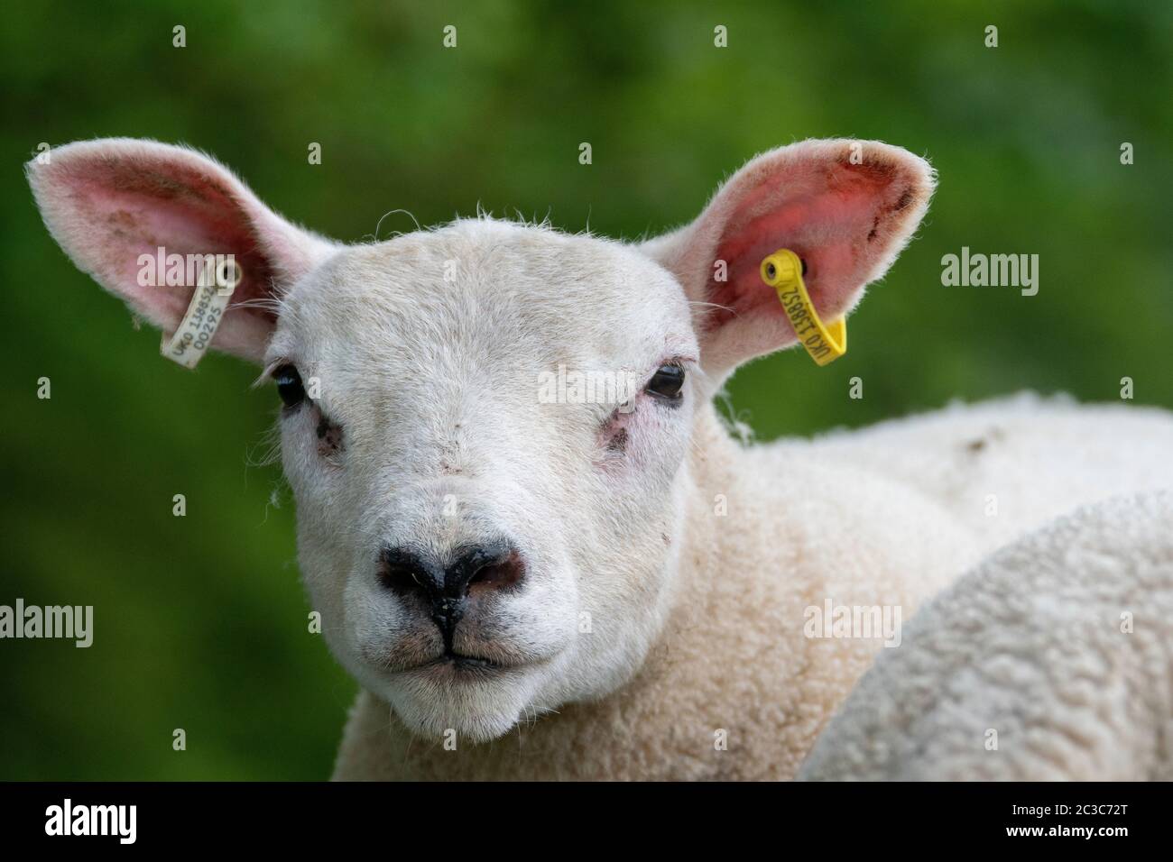 Lamb identification hi-res stock photography and images - Alamy