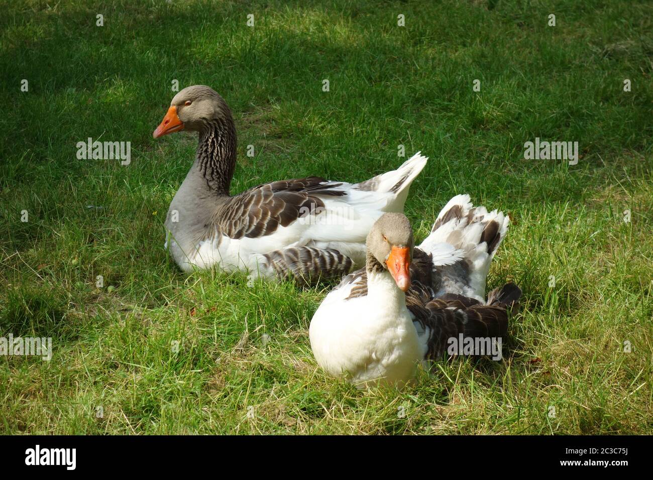 Animal farm greylag goose species hi-res stock photography and images ...