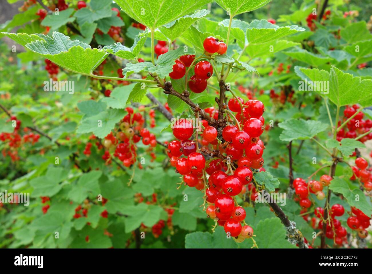 Currant garden shrubs hi-res stock photography and images - Alamy