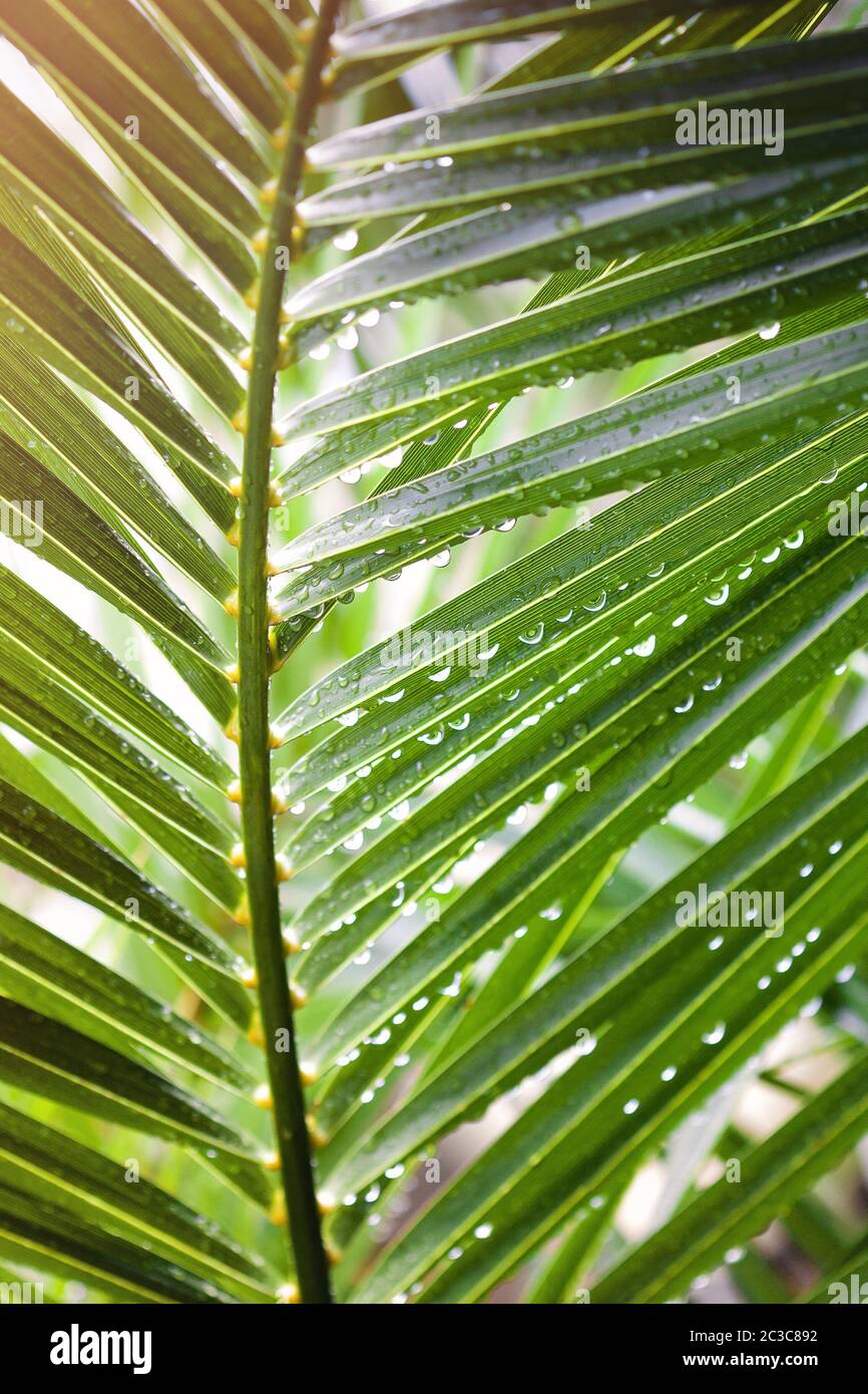Bright sun over tropical plant Stock Photo - Alamy