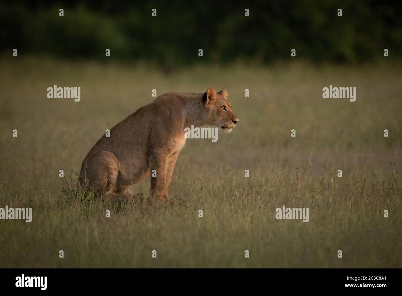 African lioness stretching in hi-res stock photography and images - Alamy