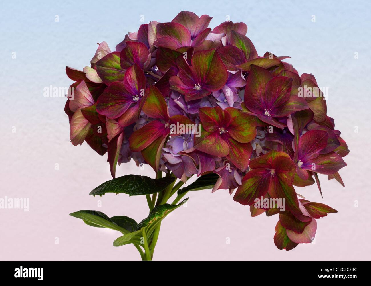 Hydrangeaflower hi-res stock photography and images - Alamy