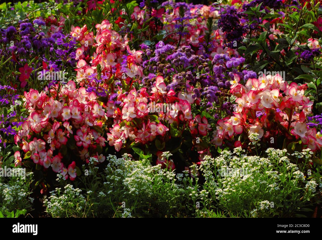 Flower border in the park in colorful colors Stock Photo - Alamy