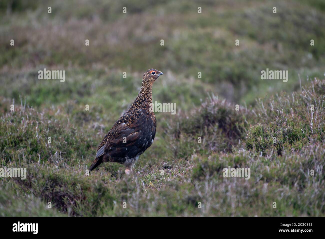 Keeping game bird hi-res stock photography and images - Alamy