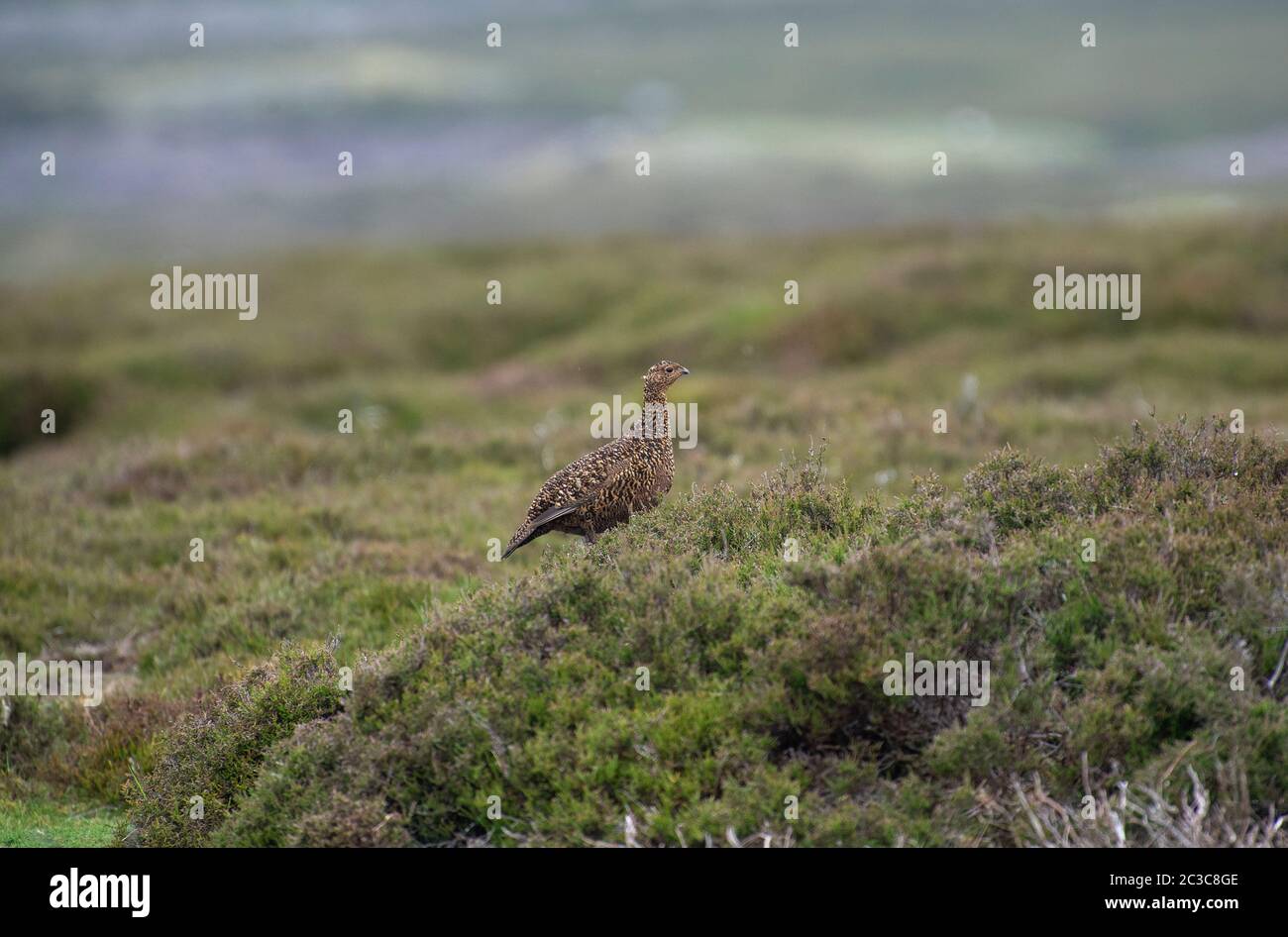 Adult Red grouse, Lagopus lagopus, in the breeding season, keeping an ...