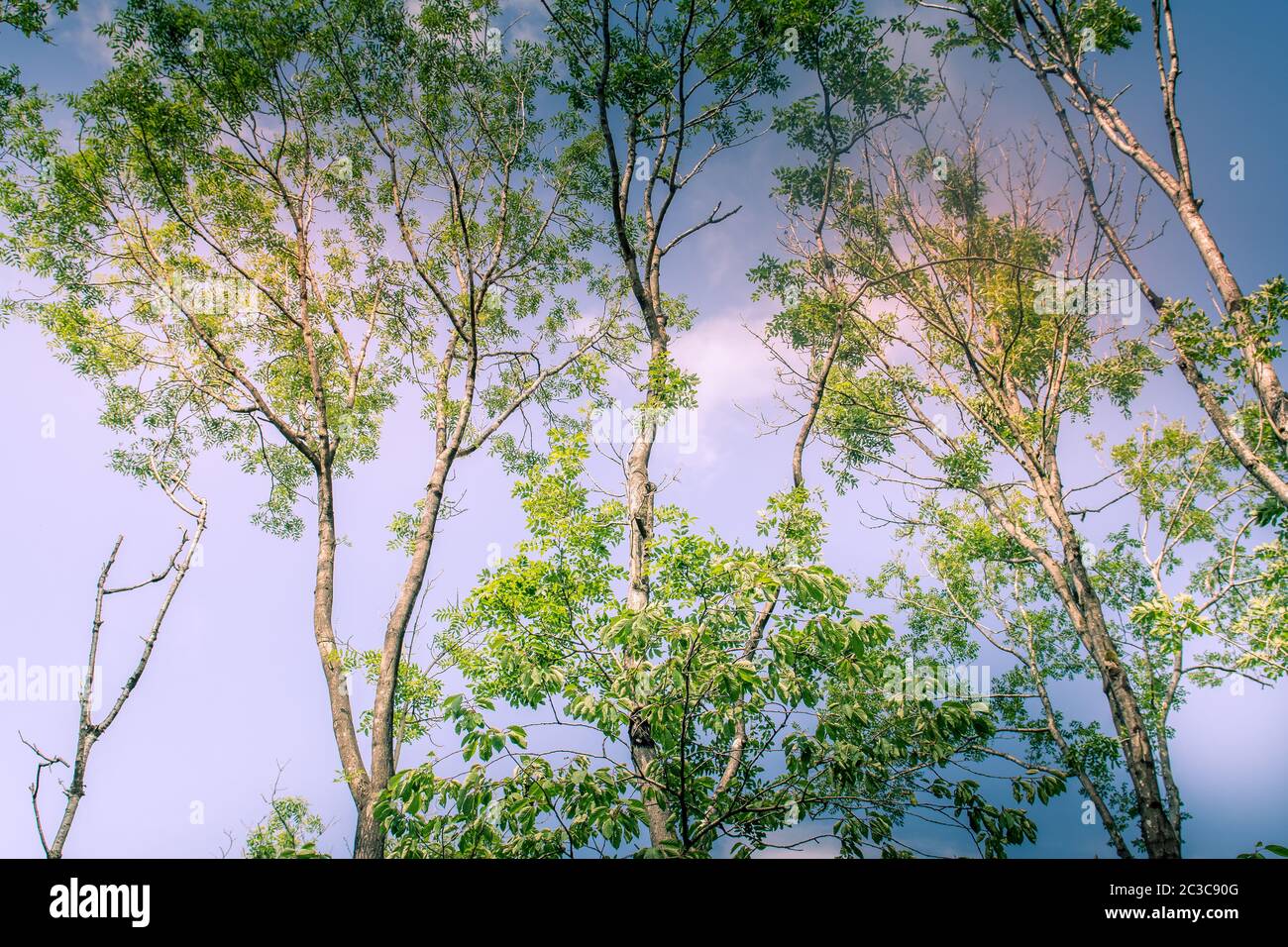 Sunlit Tree Canopy dappled with golden light and blue sky UK Stock ...