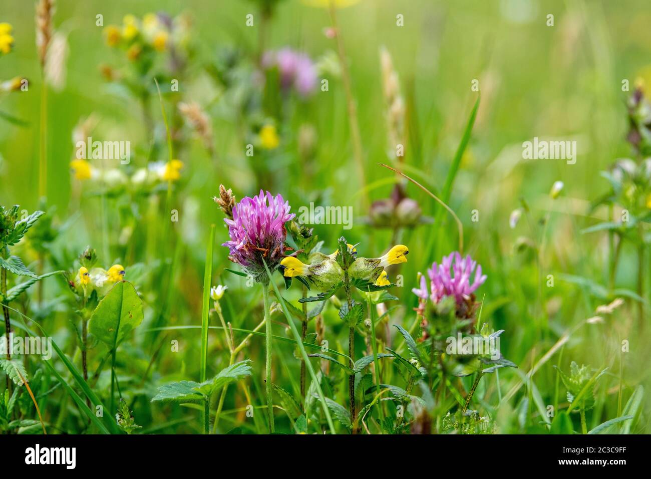 Flowers in a traditional hay flower meadow in the Yorkshire Dales ...
