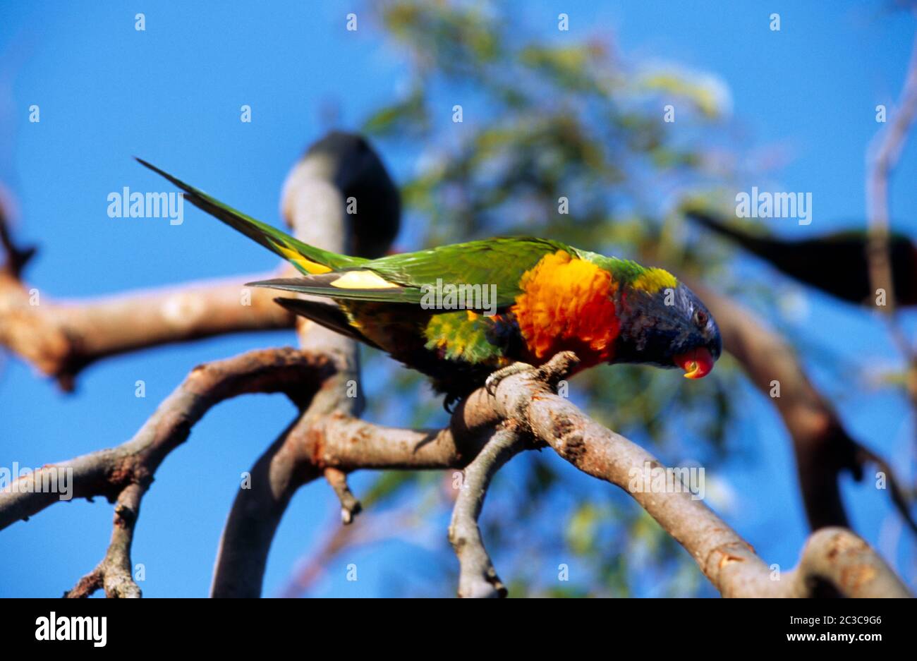 Sydney Australia East Lindfield Rainbow Lorikeet in Tree Stock Photo ...