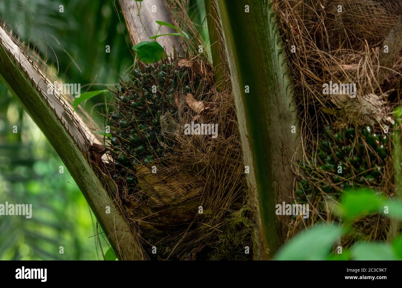 Closeup oil palm fruit in farm. Palm plantation agriculture. Palm oil ...