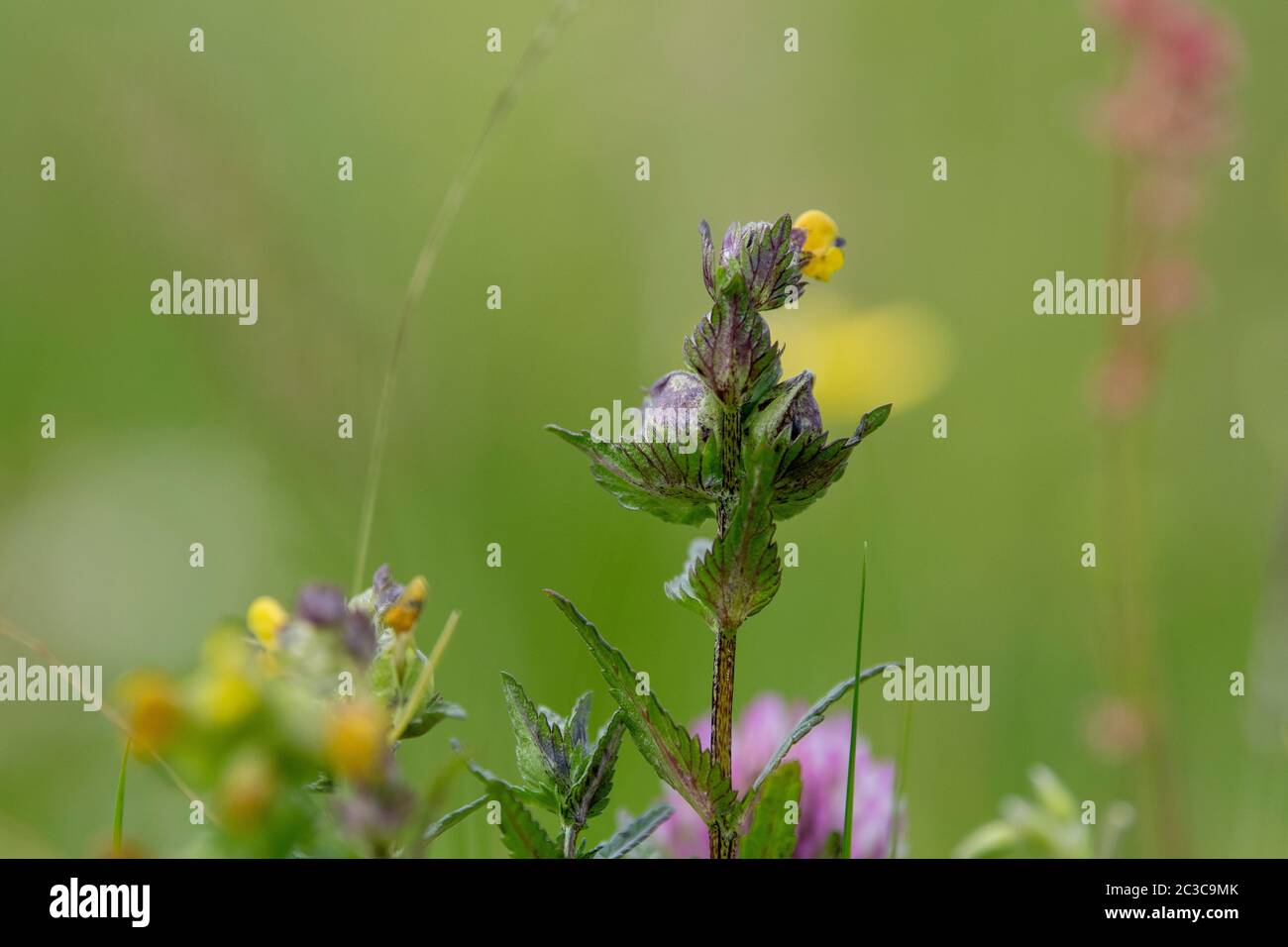 Flowers in a traditional hay flower meadow in the Yorkshire Dales ...