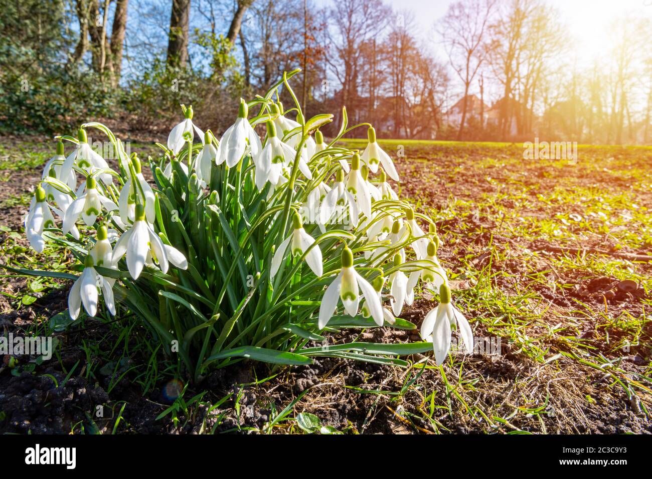 First beautiful spring flowers in the park Stock Photo - Alamy