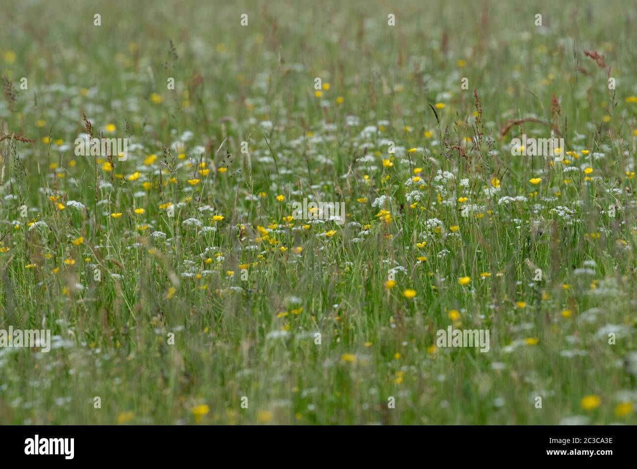 Flowers in a traditional hay flower meadow in the Yorkshire Dales ...