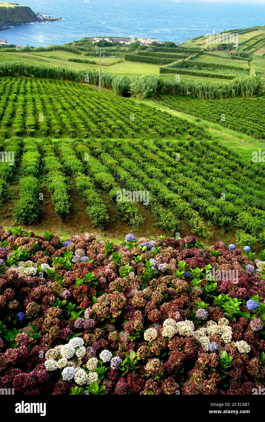 Hortensia typical flower of azores in a tea field Stock Photo - Alamy