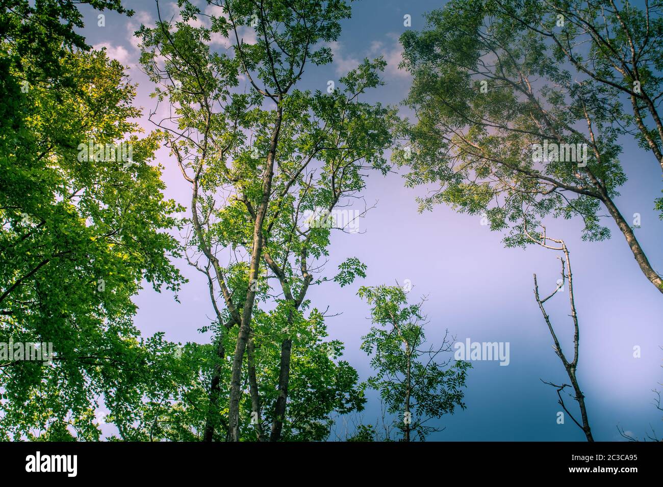 Sunlit Tree Canopy dappled with golden light and blue sky UK Stock ...