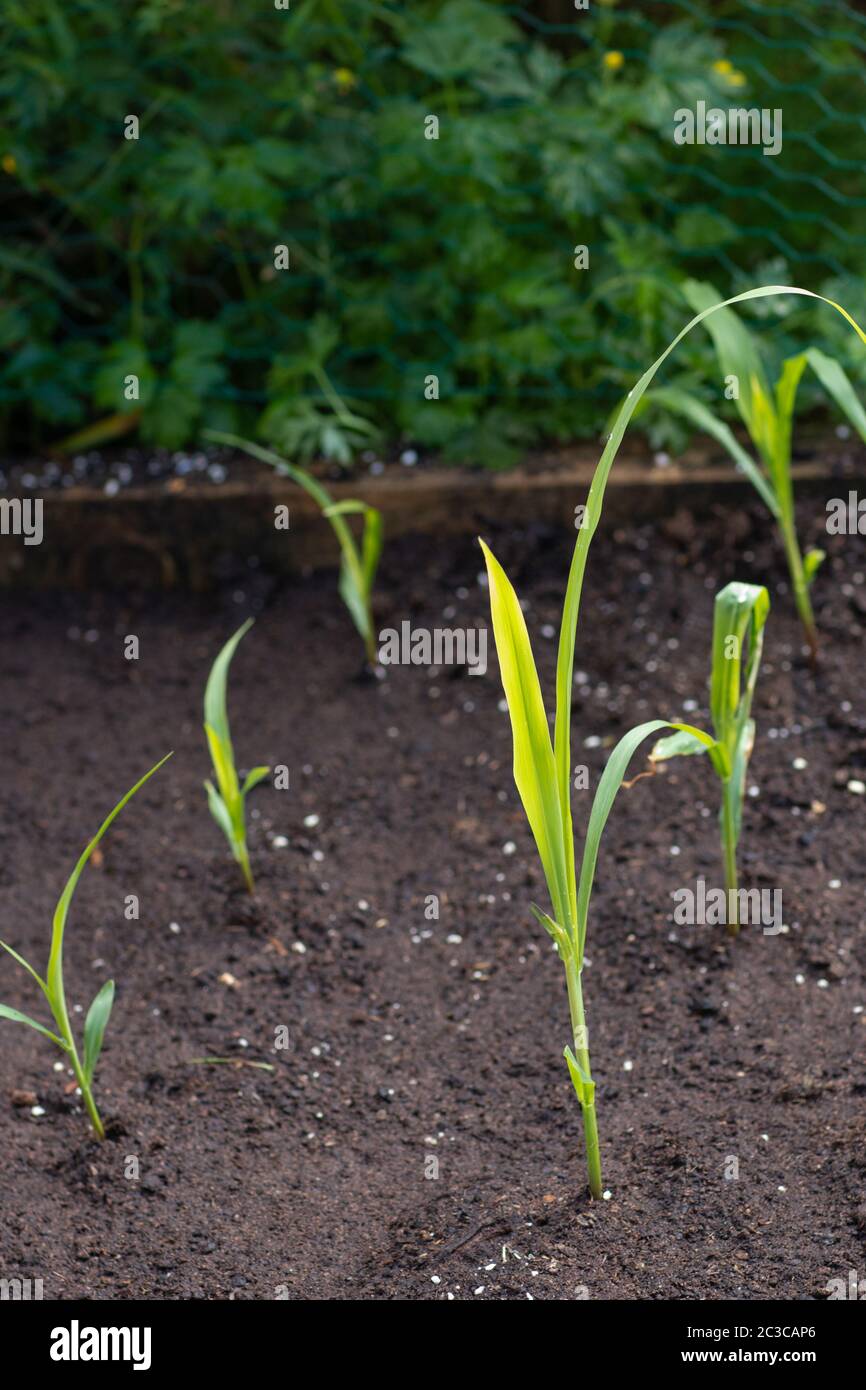 Sweet corn soil garden hi-res stock photography and images - Alamy