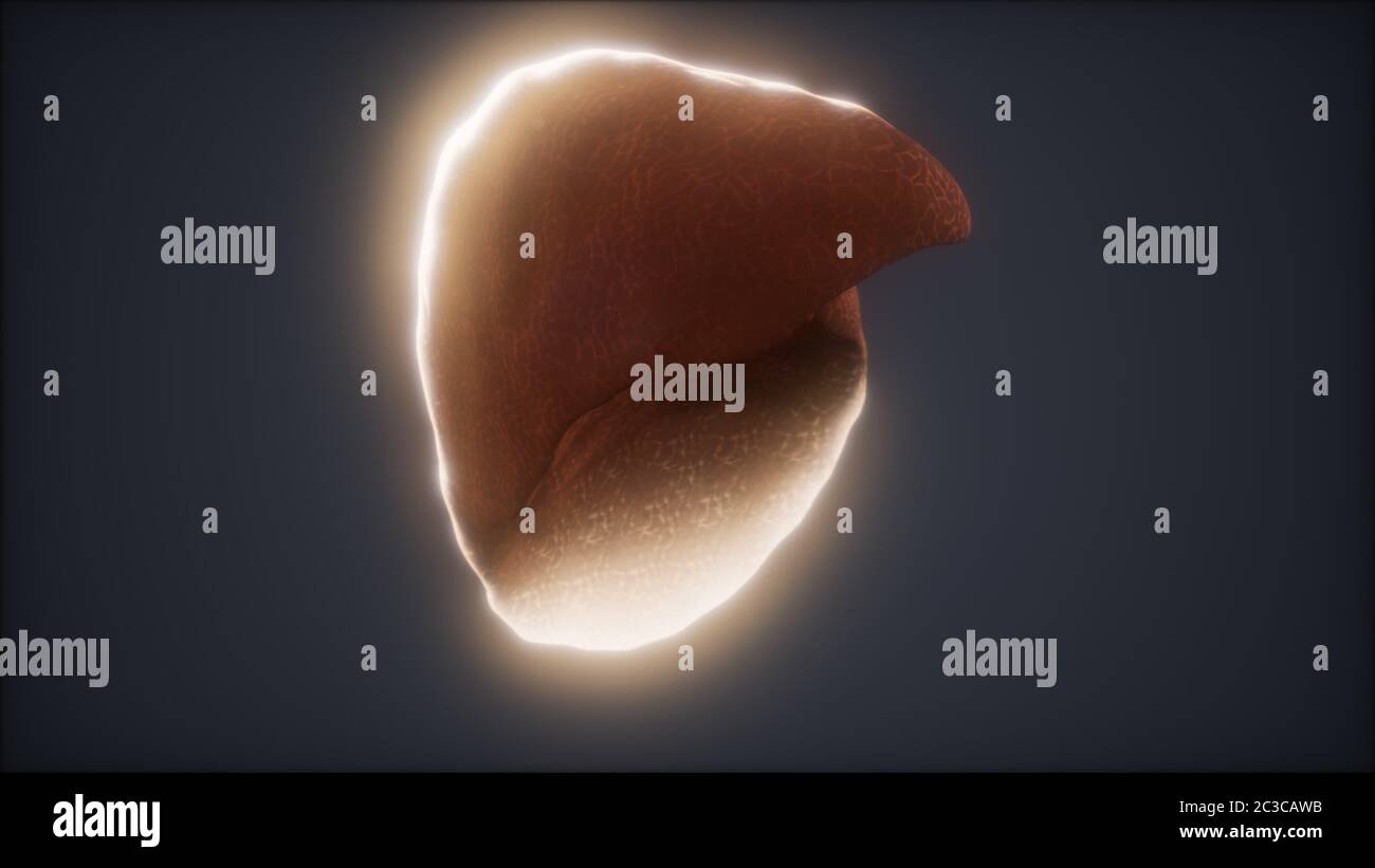 loop 3d rendered medically accurate animation of the human liver Stock ...