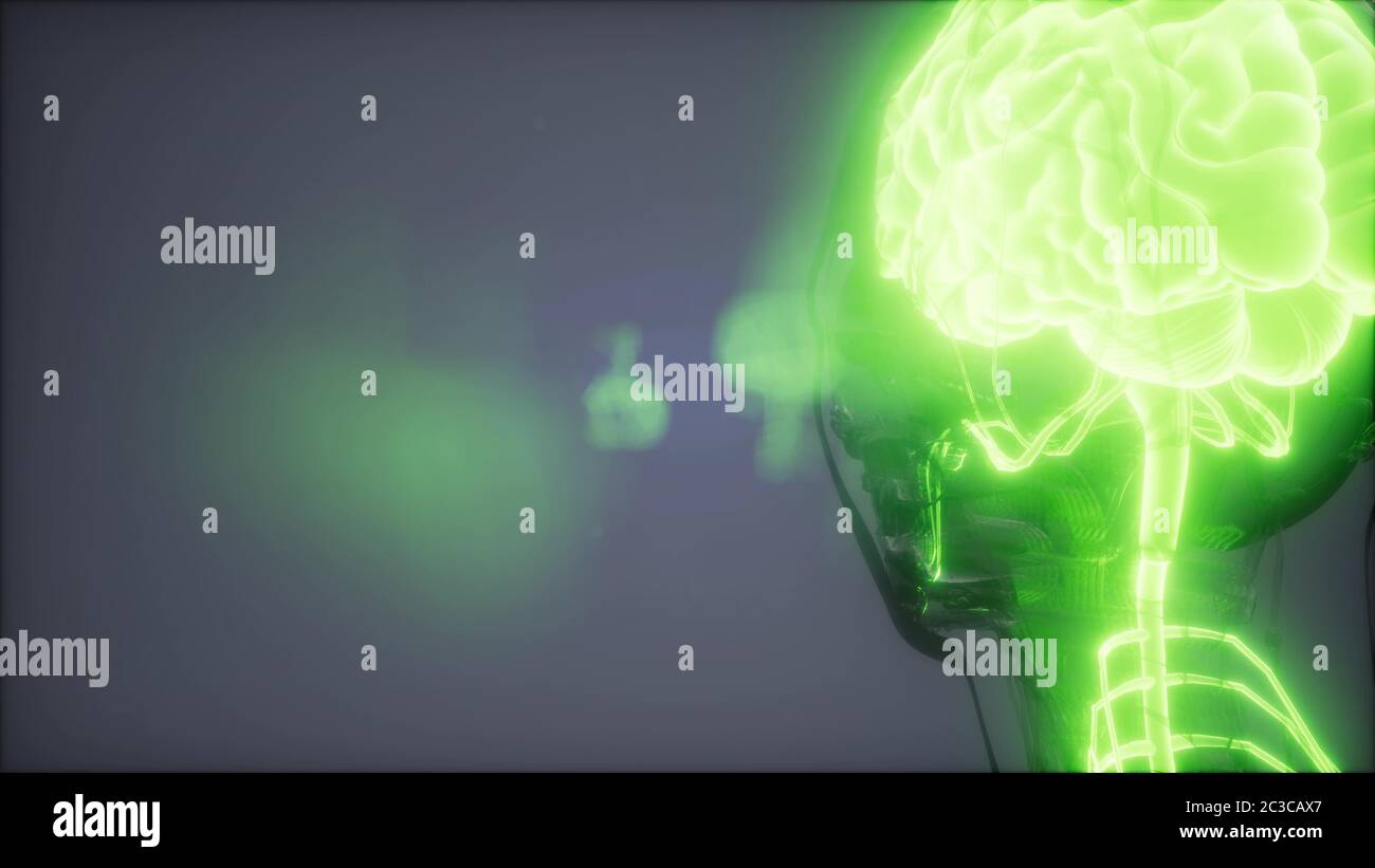 Human Brain Radiology Exam Stock Photo - Alamy